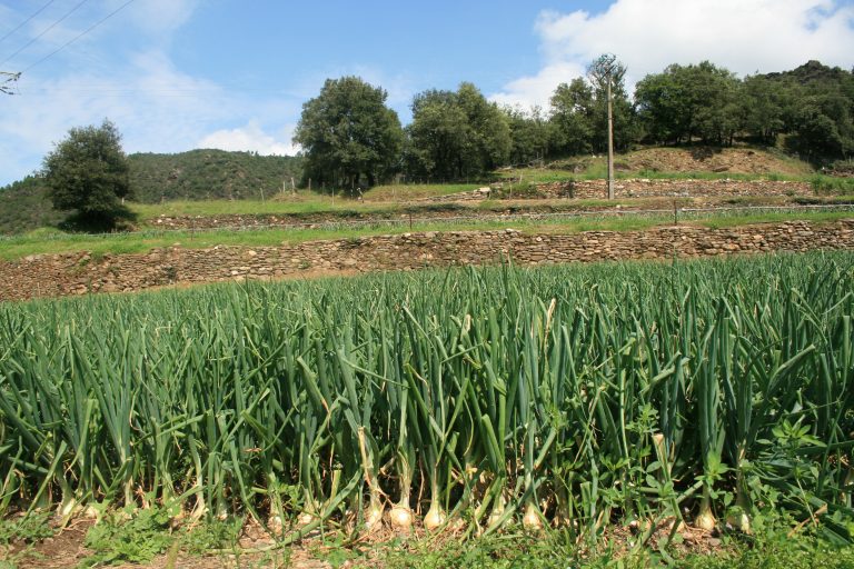 AOP Oignon doux des Cévennes - Originel