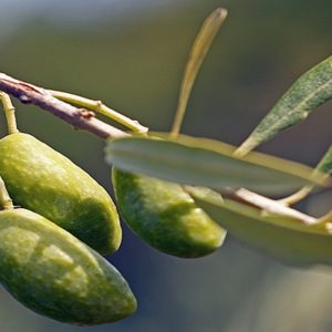 AOP Lucques du Languedoc - Originel